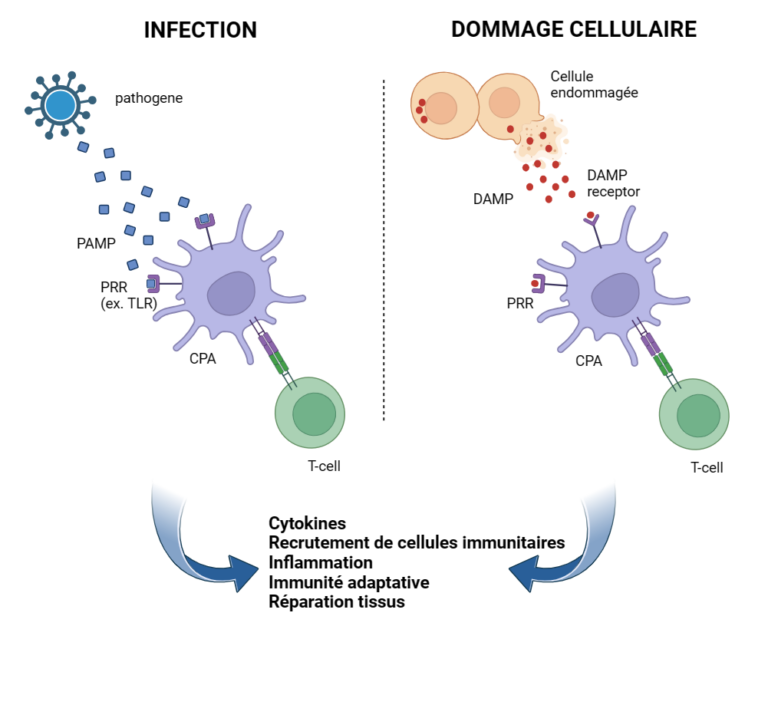 Interactions complexes entre PAMP, DAMP, PRR et Inflammasome dans la ...