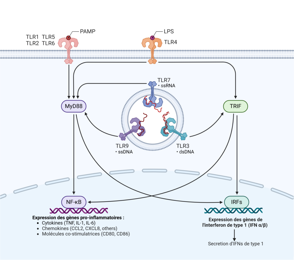 Interactions complexes entre PAMP, DAMP, PRR et Inflammasome dans la ...